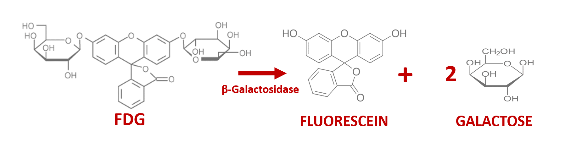 Beta Galactosidase Assay