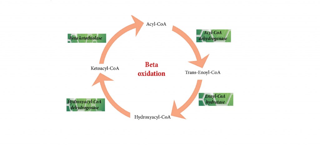 Beta oxidation Biotrend